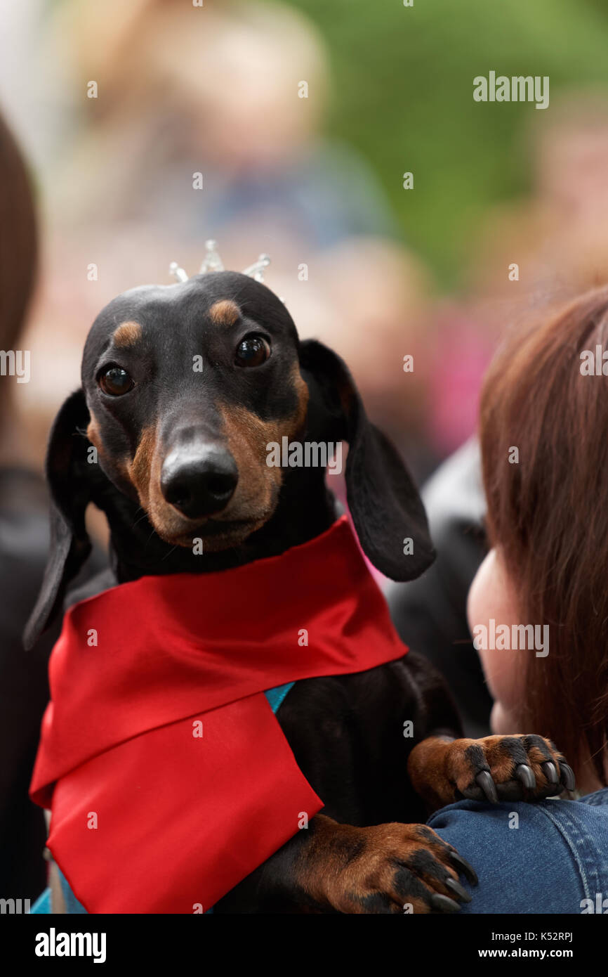 St. Petersburg, Russia - May 28, 2016: Dog in costume during Dachshund ...