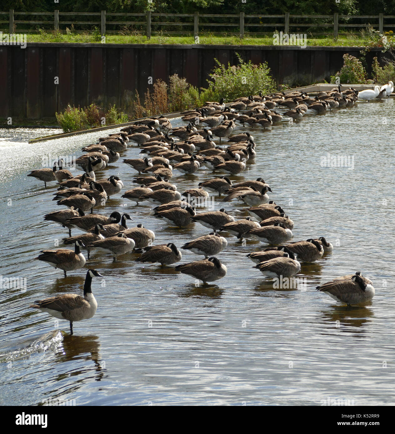 CANADA GEESE (Branta canadensis) on a weir of the Jubilee River near ...