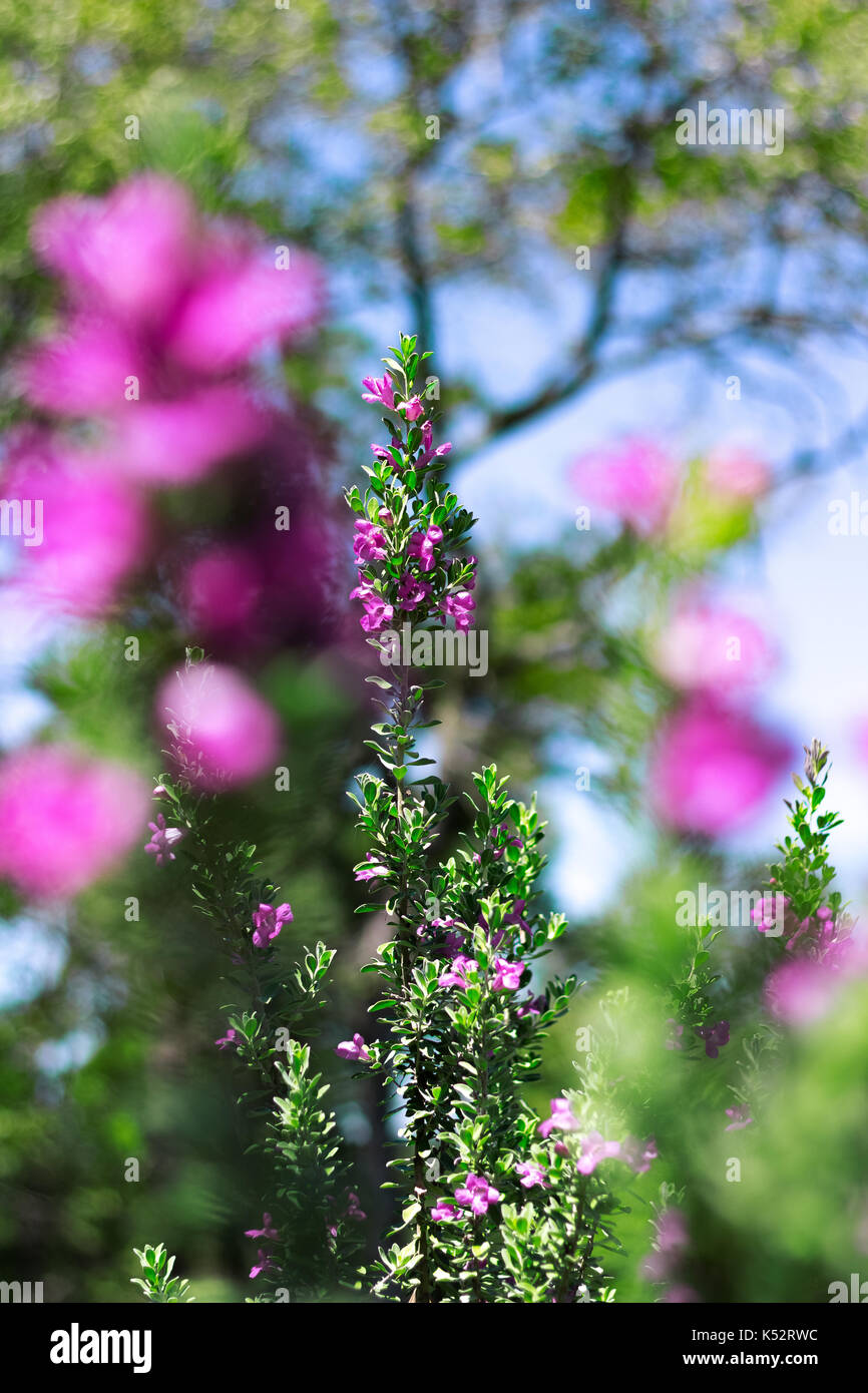 Texas sage hi-res stock photography and images - Alamy