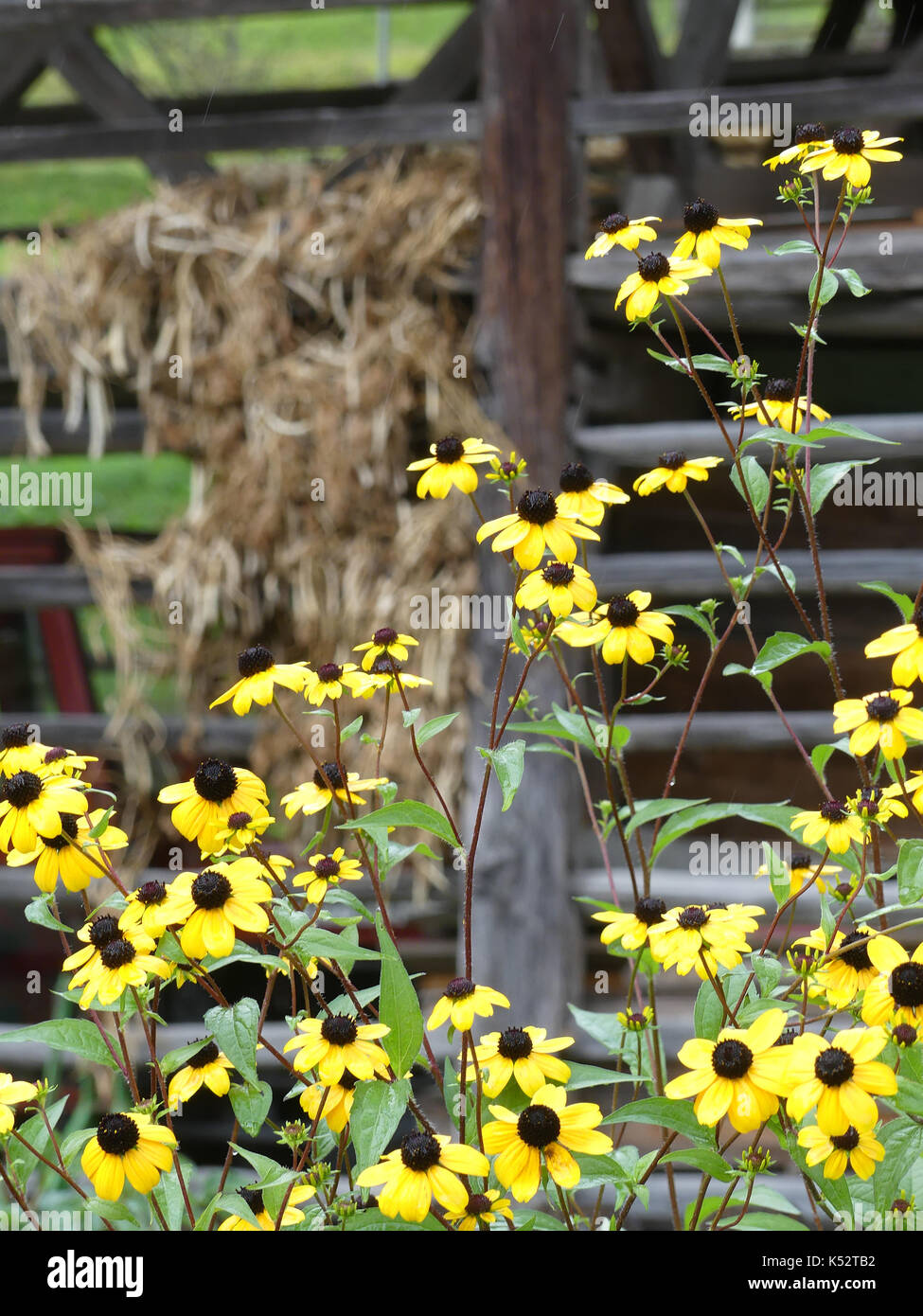 SLOVENIA Hay drying rack (kozolEc) in Stara Fuzina near Bohinj. Photo ...