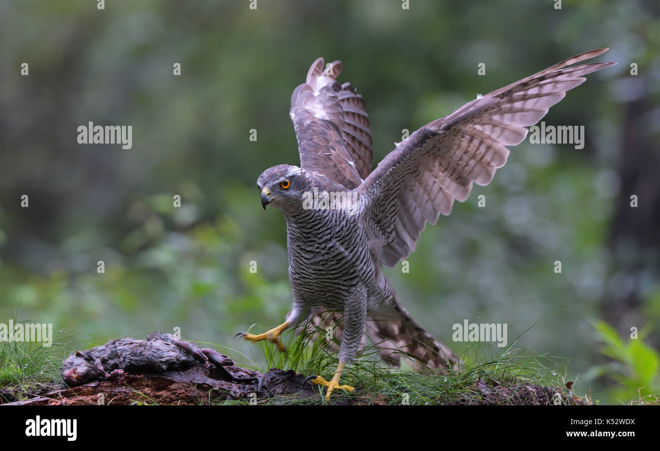 Juvenile male goshawk hi-res stock photography and images - Alamy
