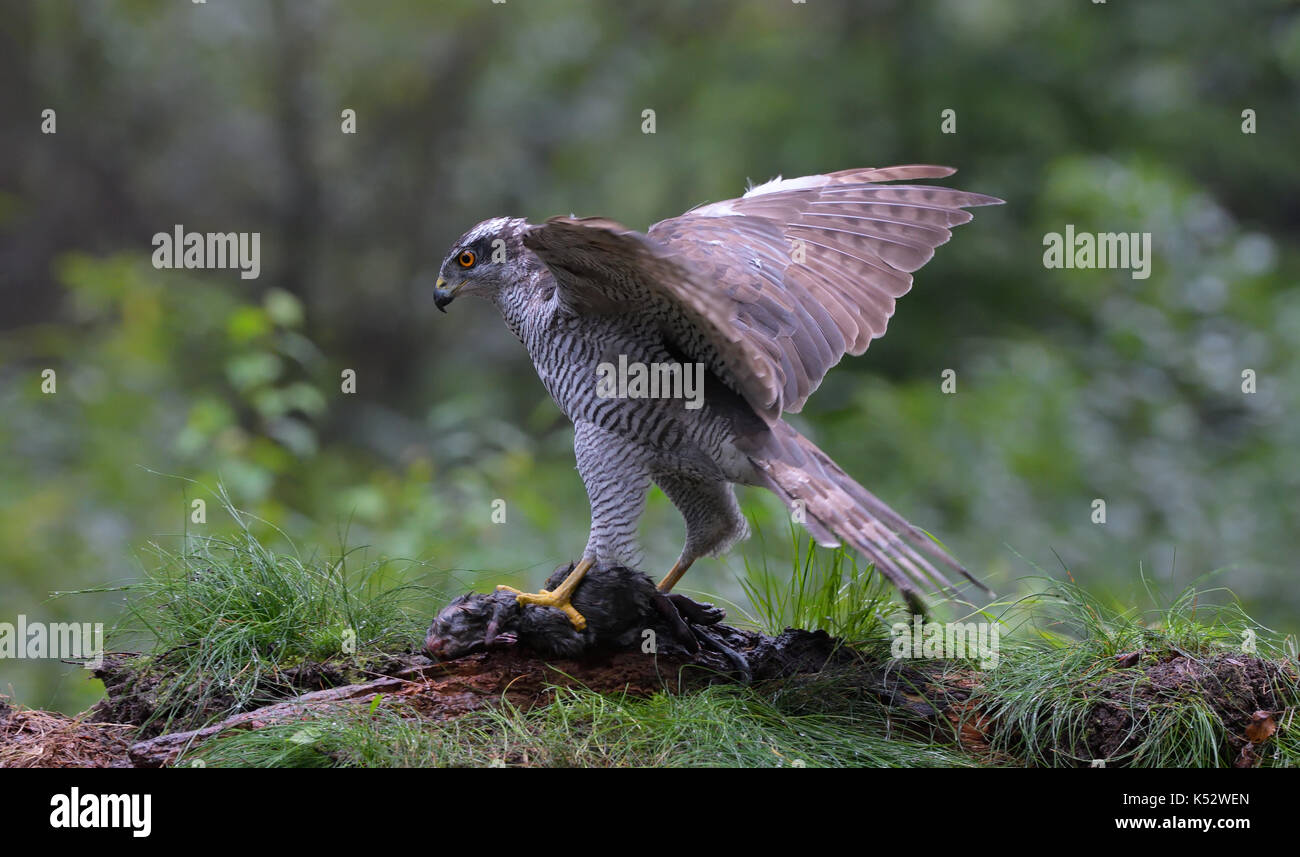 Northern Goshawk, adult male, in a forrest setting Stock Photo - Alamy