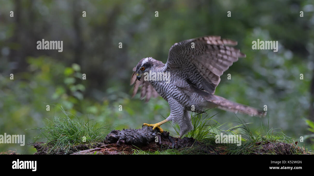 Juvenile male goshawk hi-res stock photography and images - Alamy