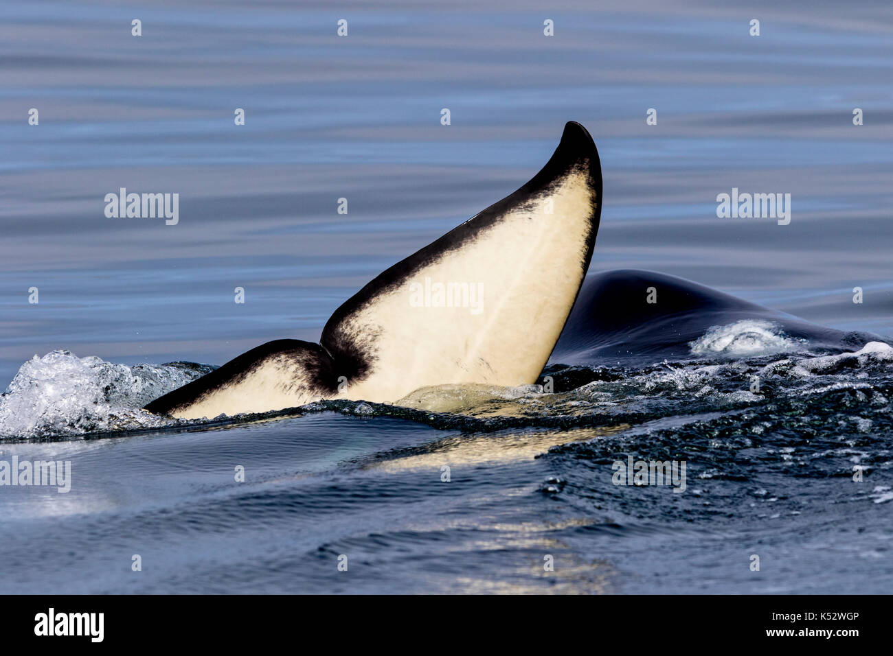 Killer whale fluke underside, photographed in Queen Charlotte Strait ...