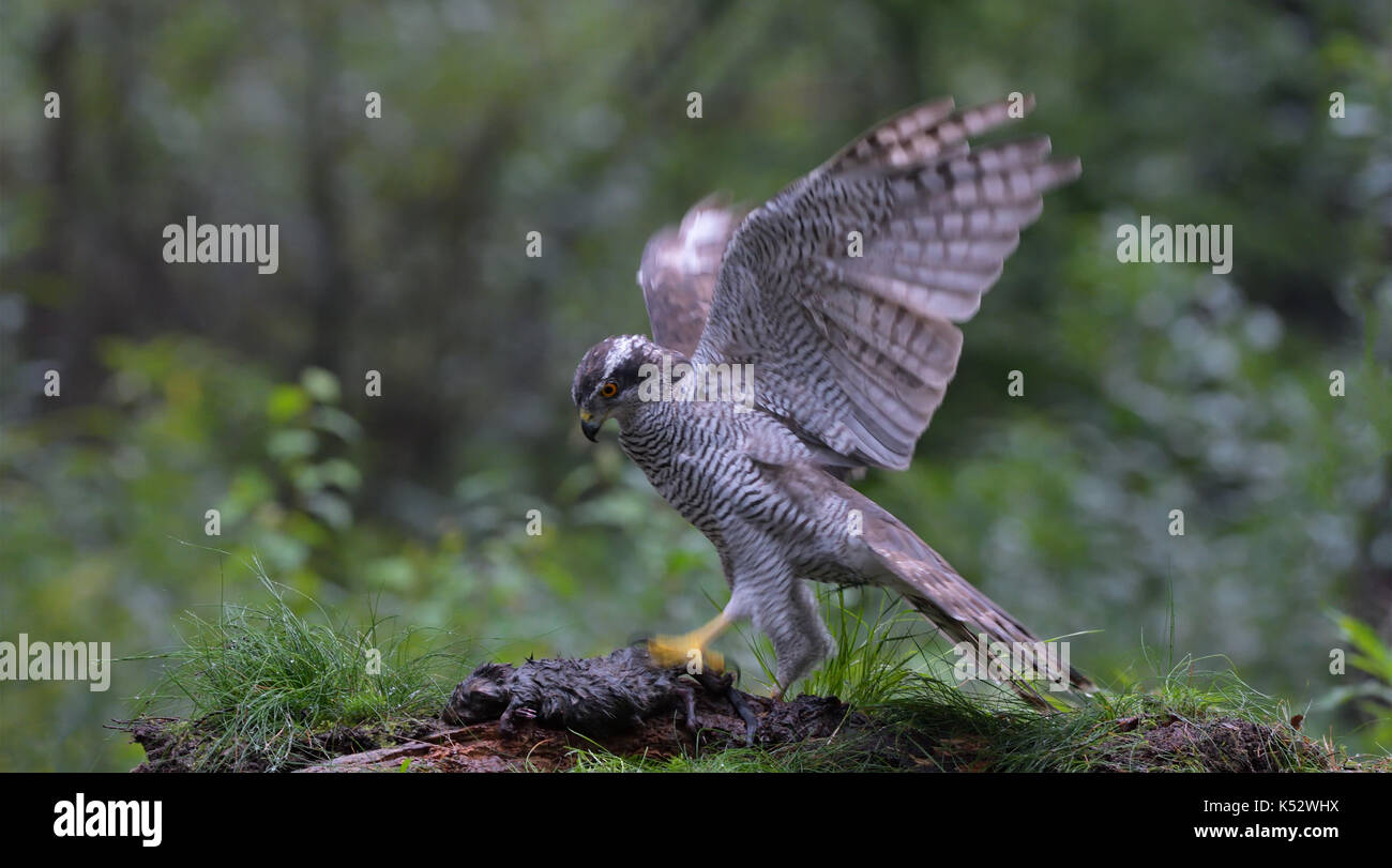 Juvenile male goshawk hi-res stock photography and images - Alamy