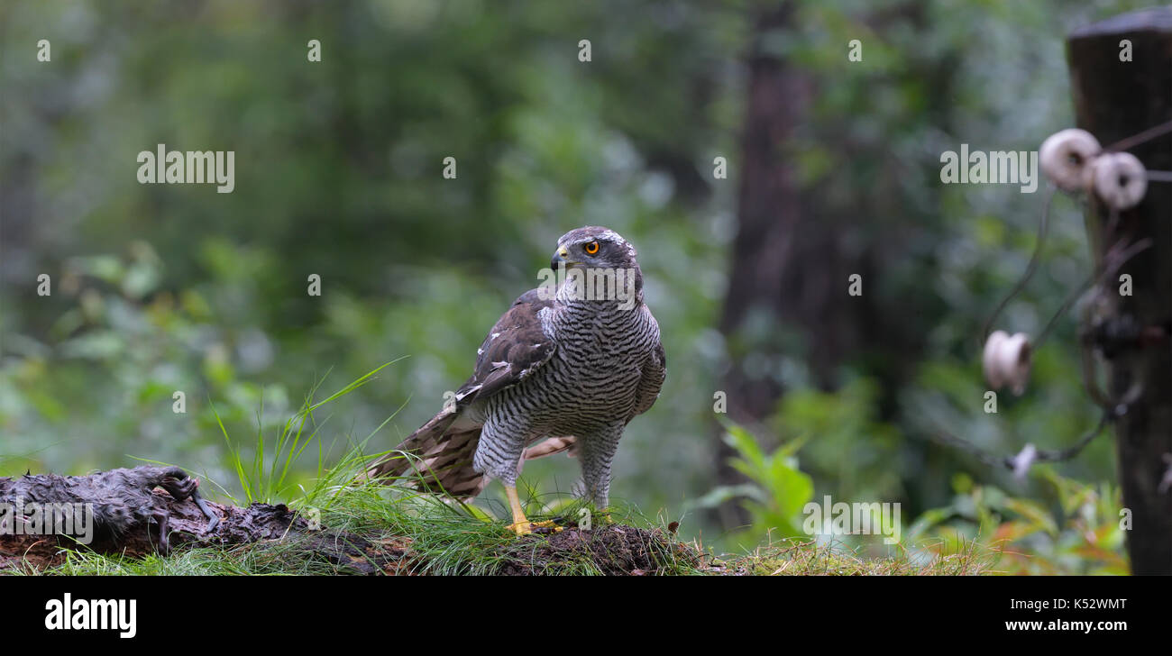 Juvenile male goshawk hi-res stock photography and images - Alamy