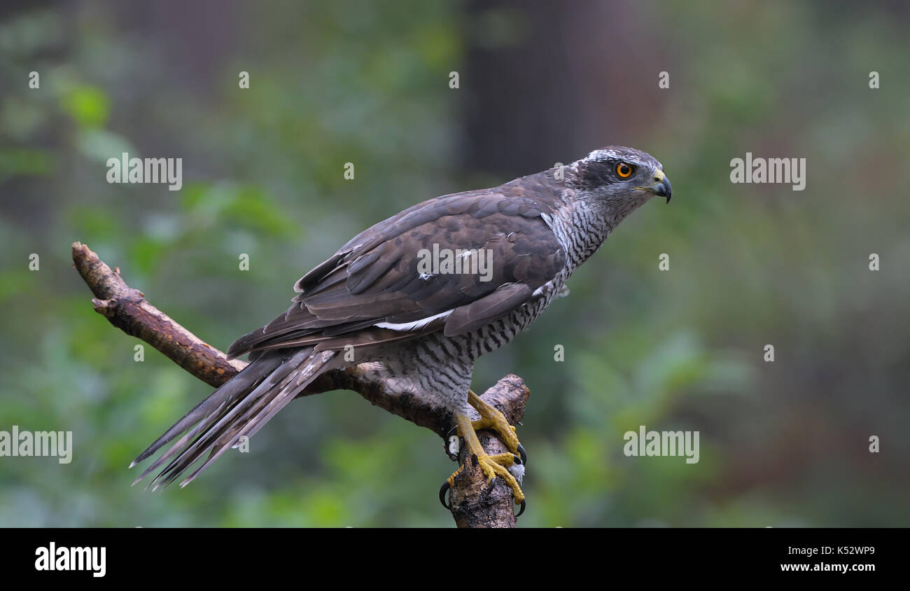 Juvenile male goshawk hi-res stock photography and images - Alamy