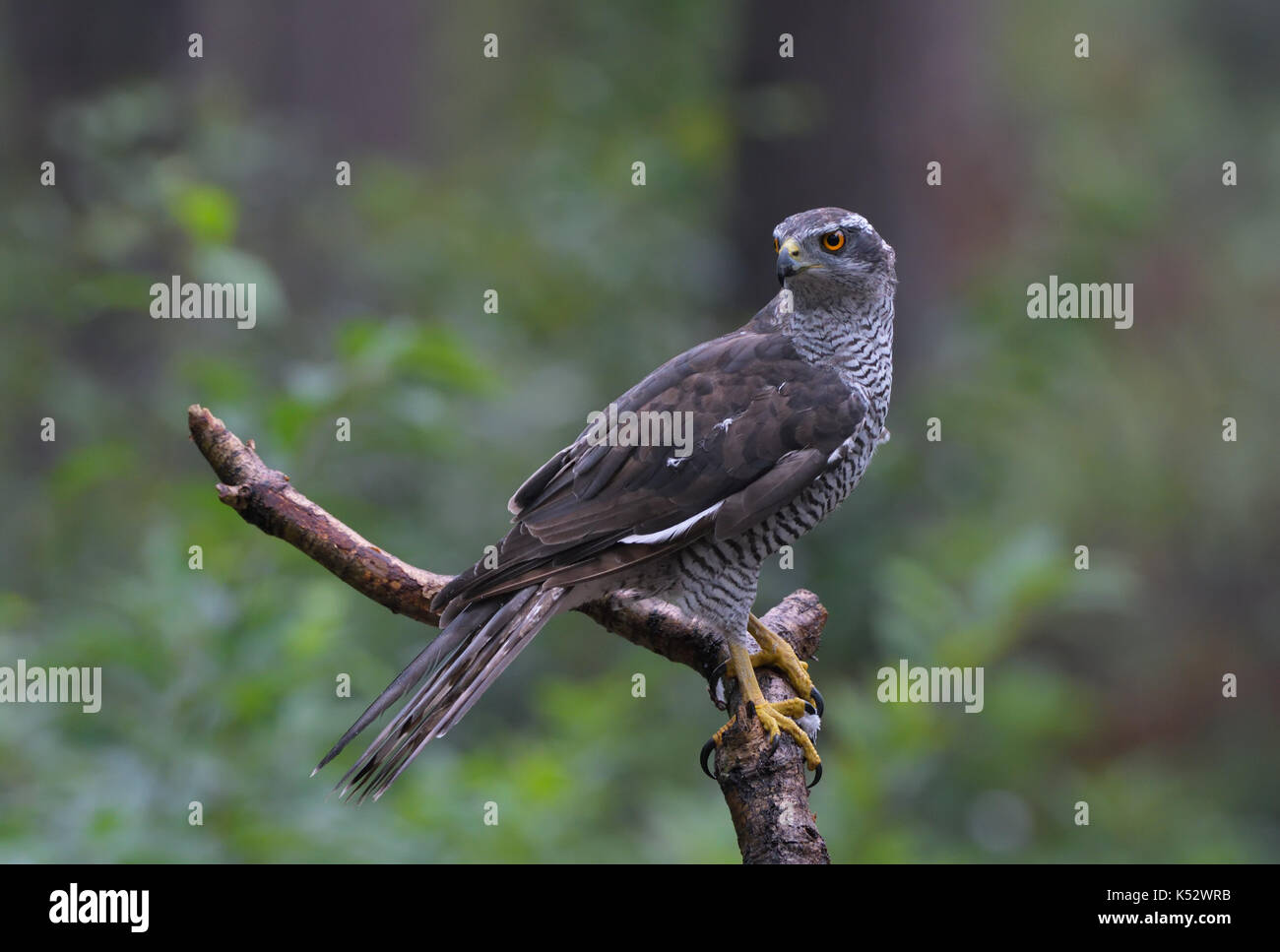 Juvenile male goshawk hi-res stock photography and images - Alamy