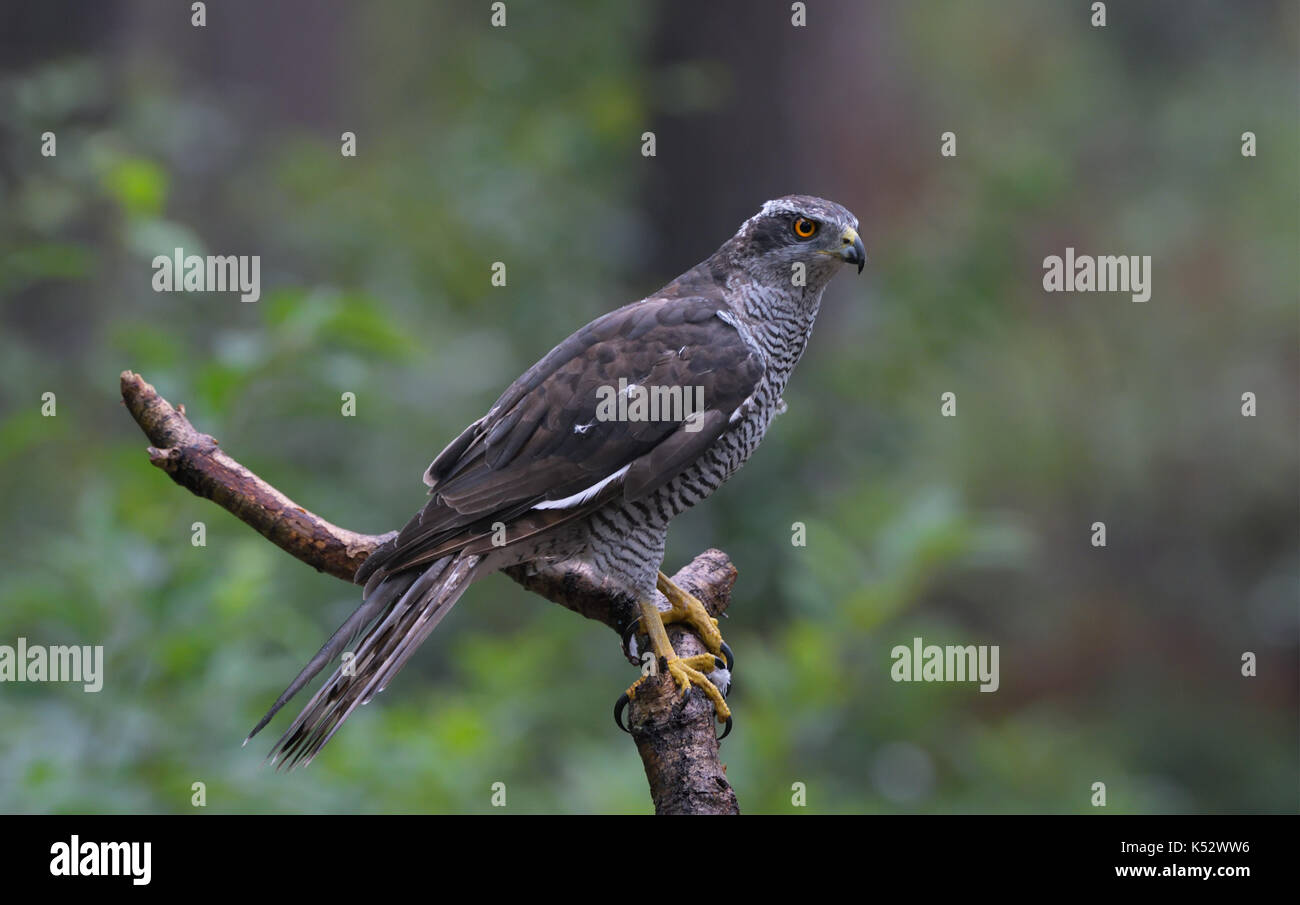 Juvenile male goshawk hi-res stock photography and images - Alamy