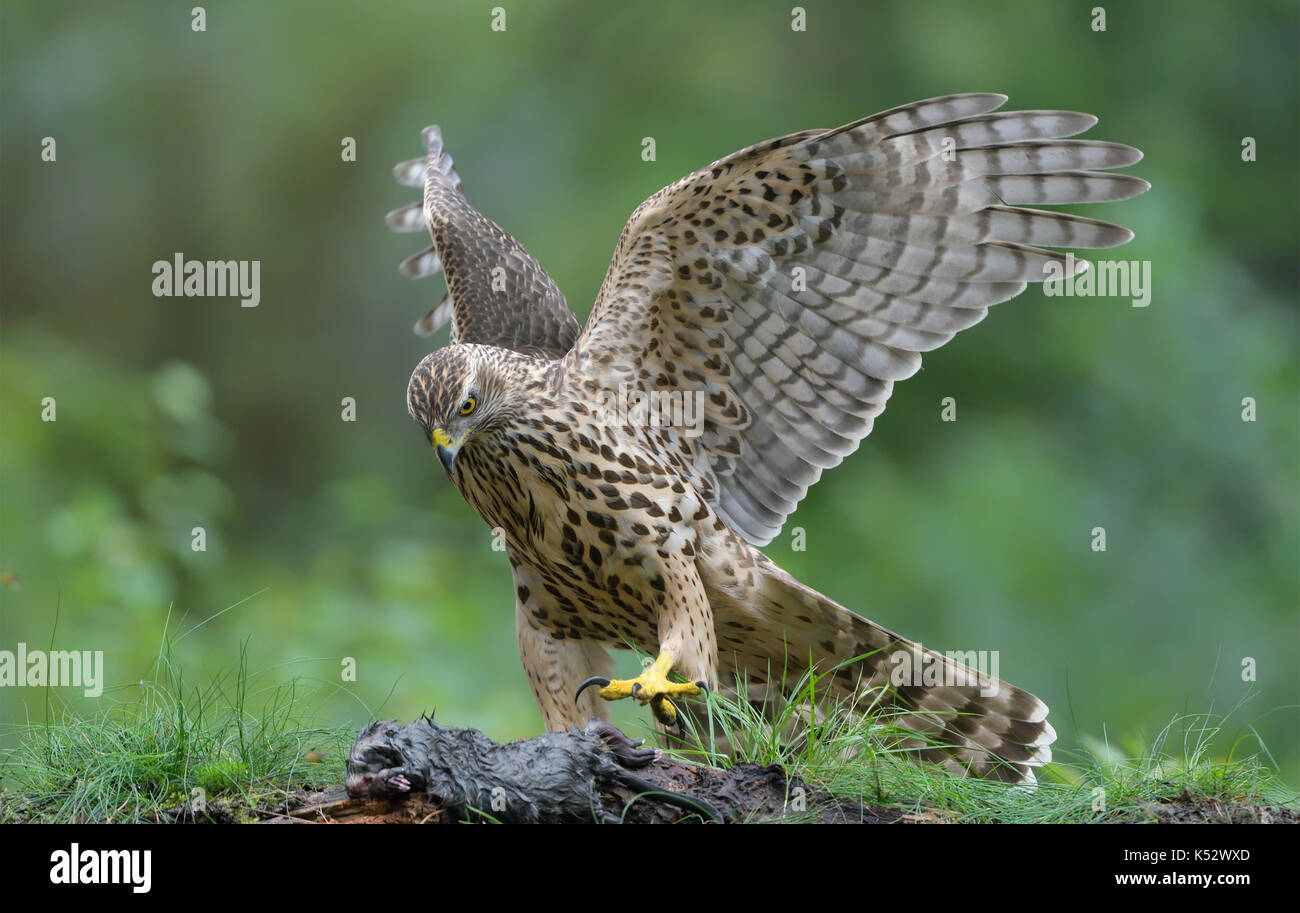 Juvenile male goshawk hi-res stock photography and images - Alamy