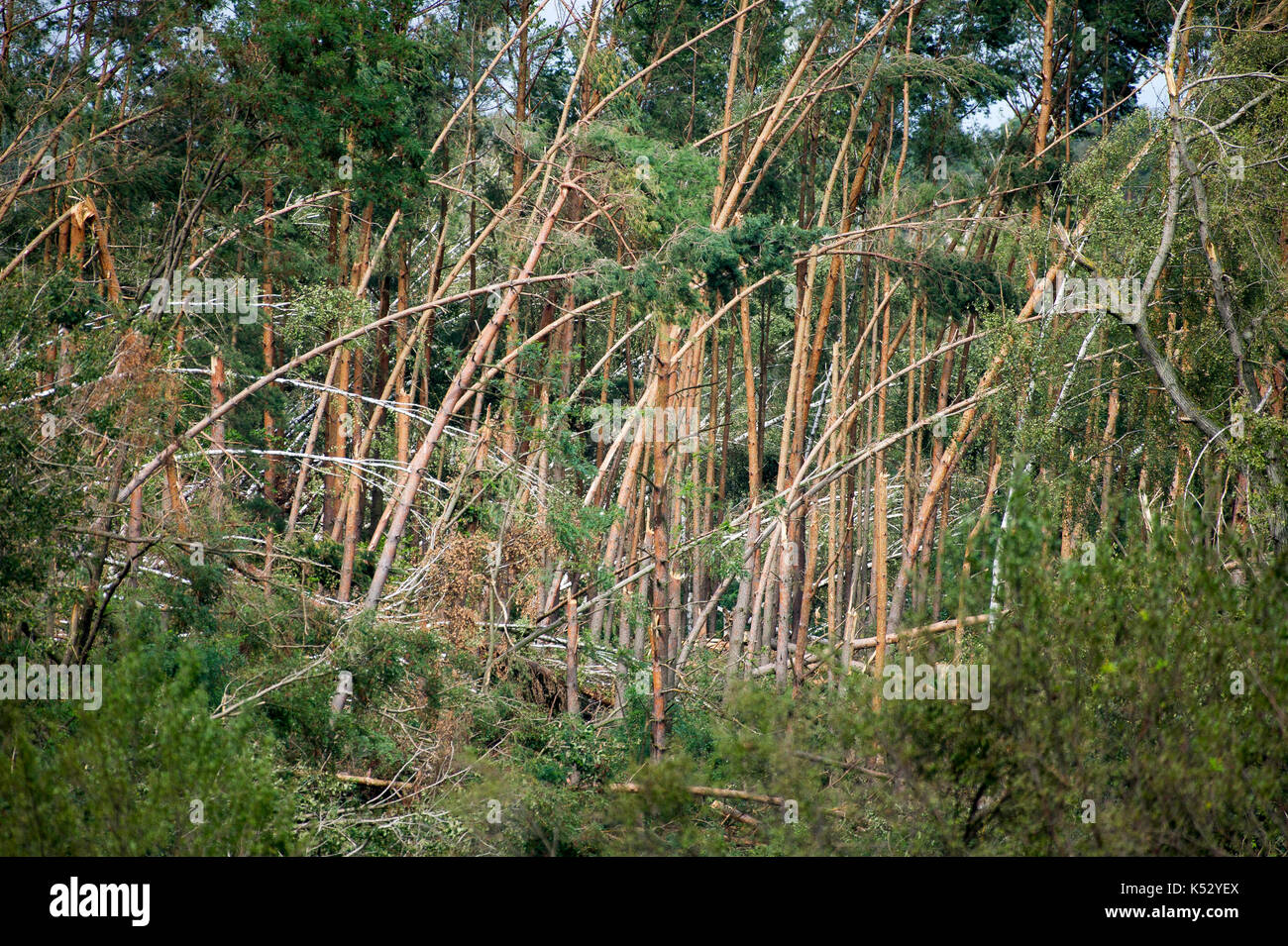 Windthrow hi-res stock photography and images - Alamy