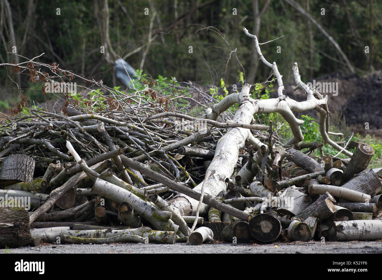 Windthrow Stock Photos & Windthrow Stock Images - Alamy