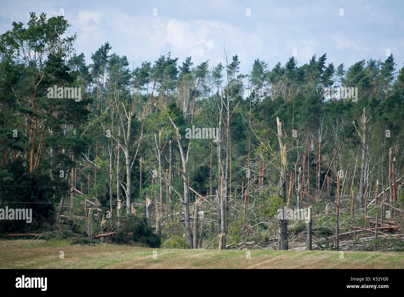 Windthrow hi-res stock photography and images - Alamy