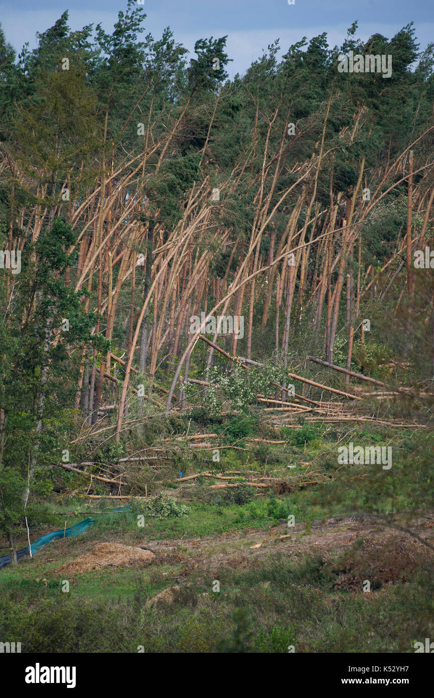 Windthrow High Resolution Stock Photography and Images - Alamy