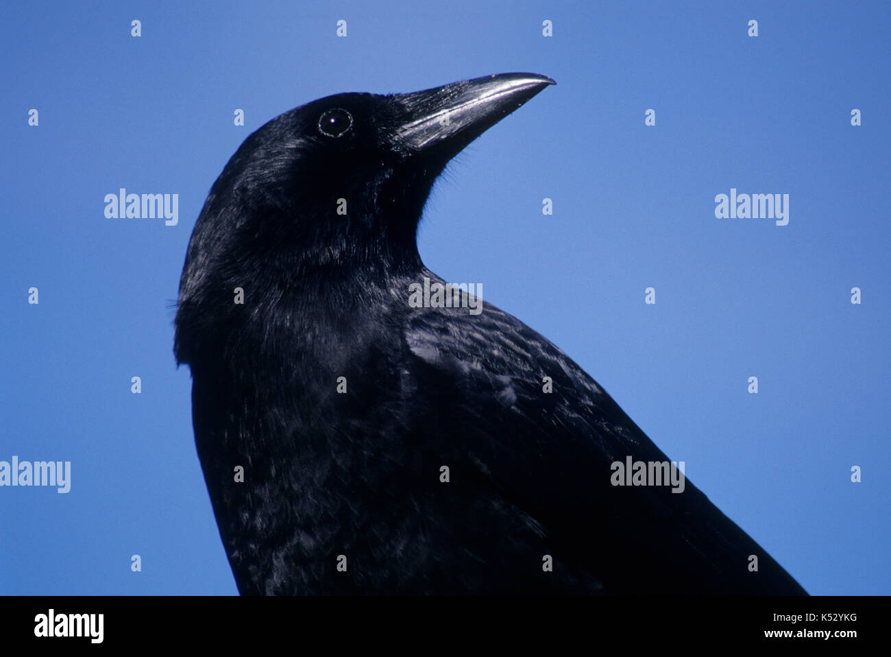 Raven, Heceta Head Lighthouse State Park, Siuslaw National Forest ...
