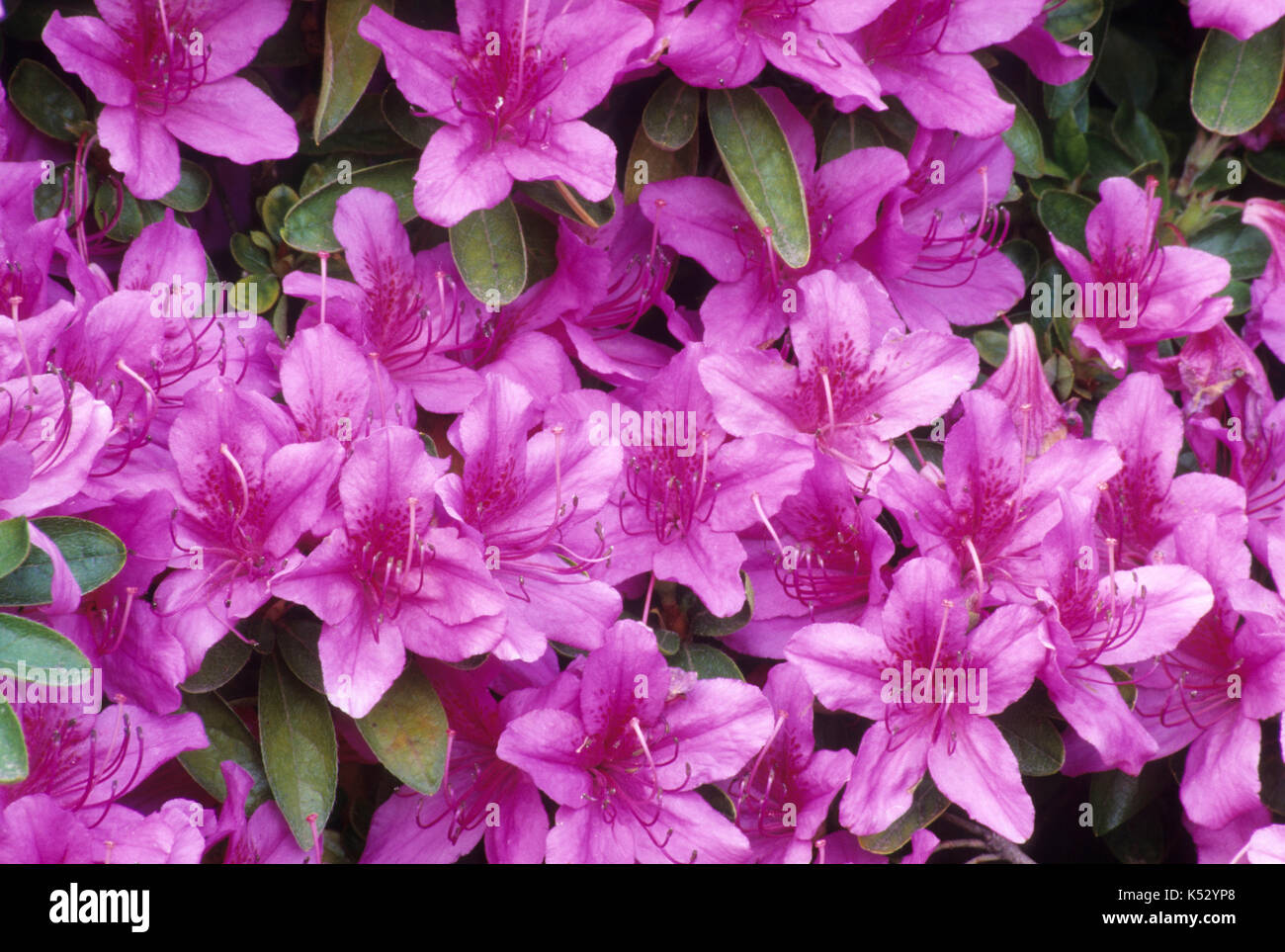 Azaleas in bloom, Schreiners Iris Gardens, Keizer, Oregon Stock Photo ...