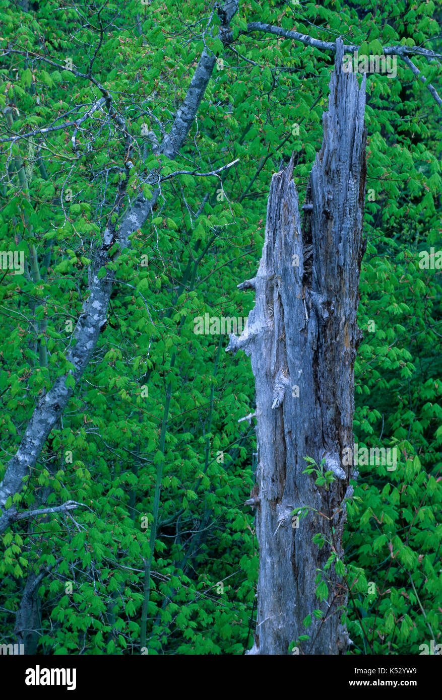 Parrish lake trail hi-res stock photography and images - Alamy