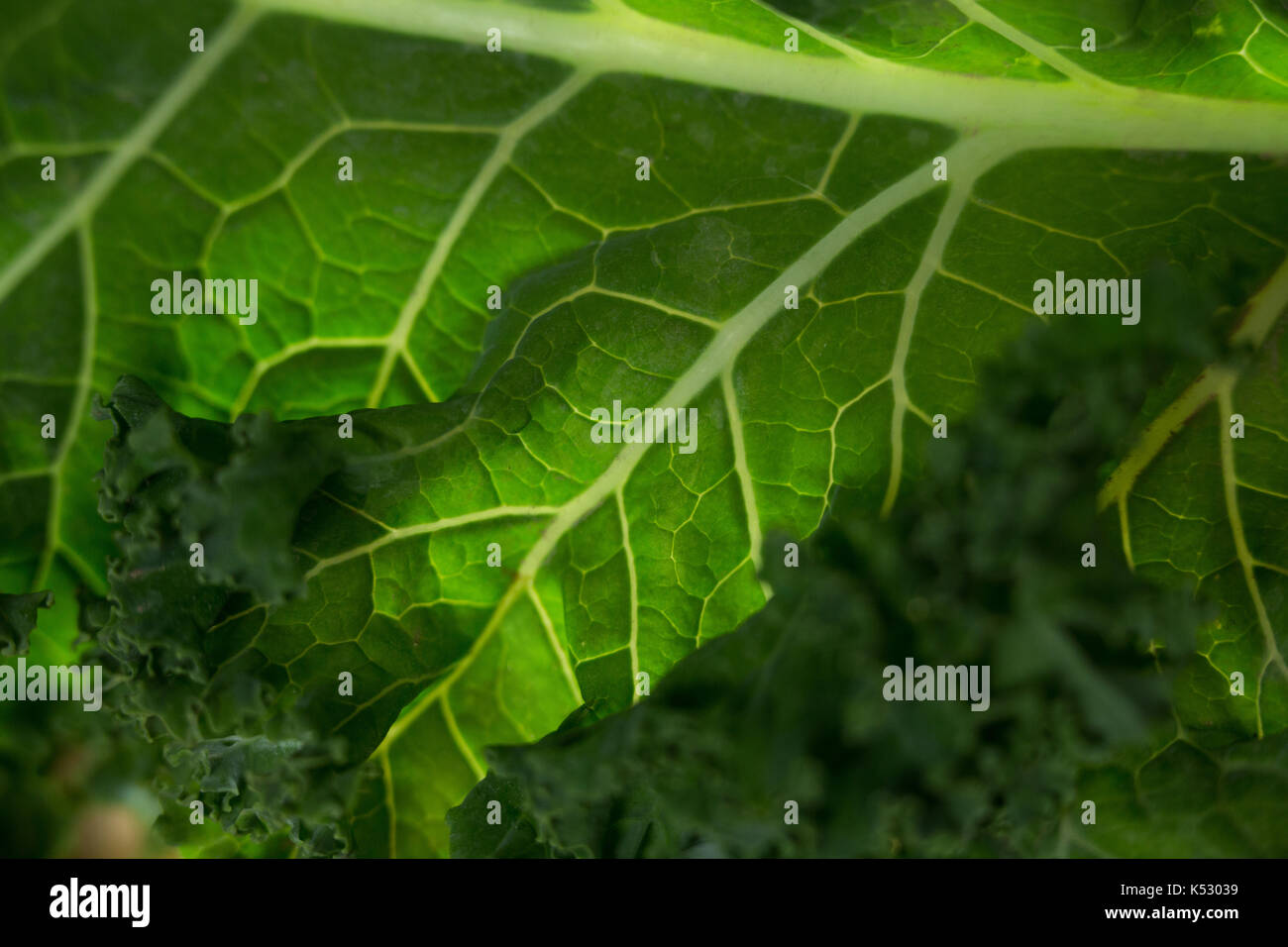 Fresh kale leaf hi-res stock photography and images - Alamy