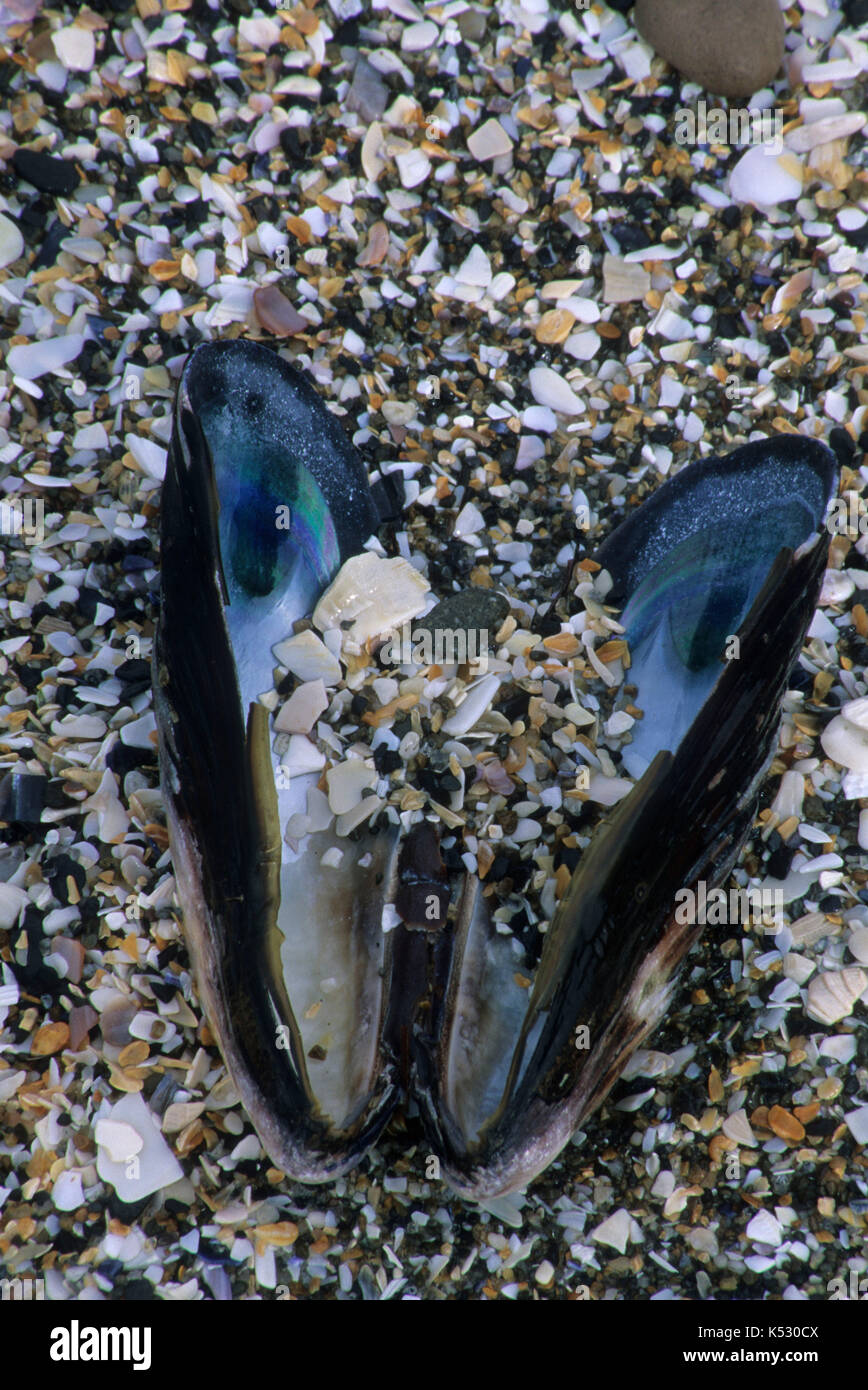 Mussel shells on beach, Seal Rock State Park, Oregon Stock Photo - Alamy