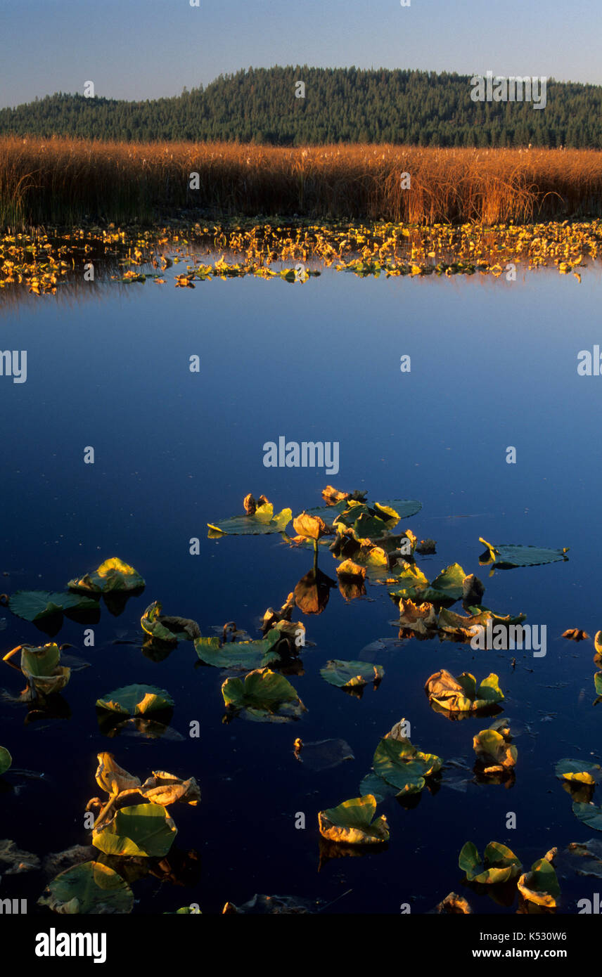 Bulrush cow hi-res stock photography and images - Alamy