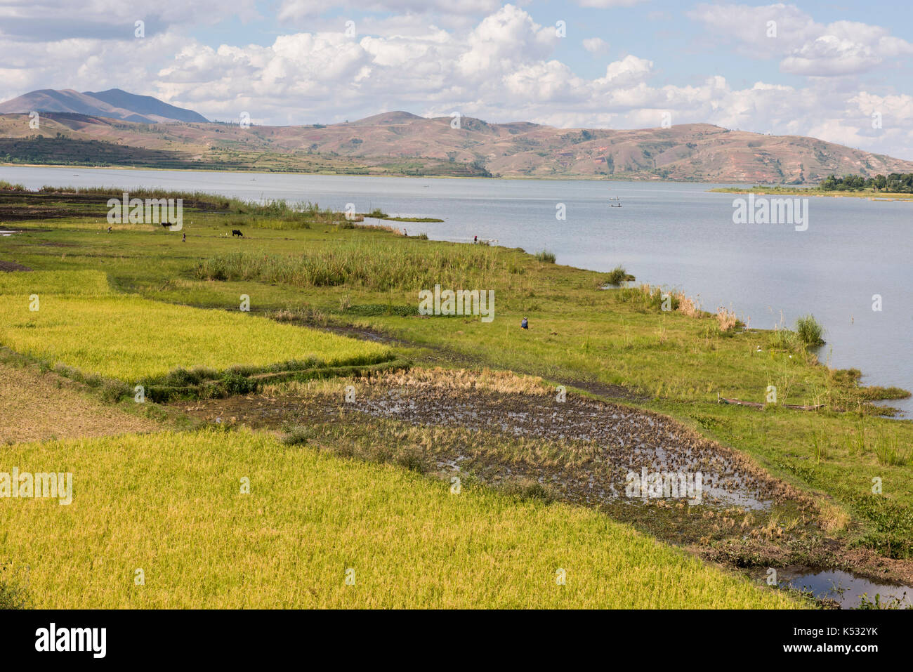 Island of rice paddies hi-res stock photography and images - Alamy