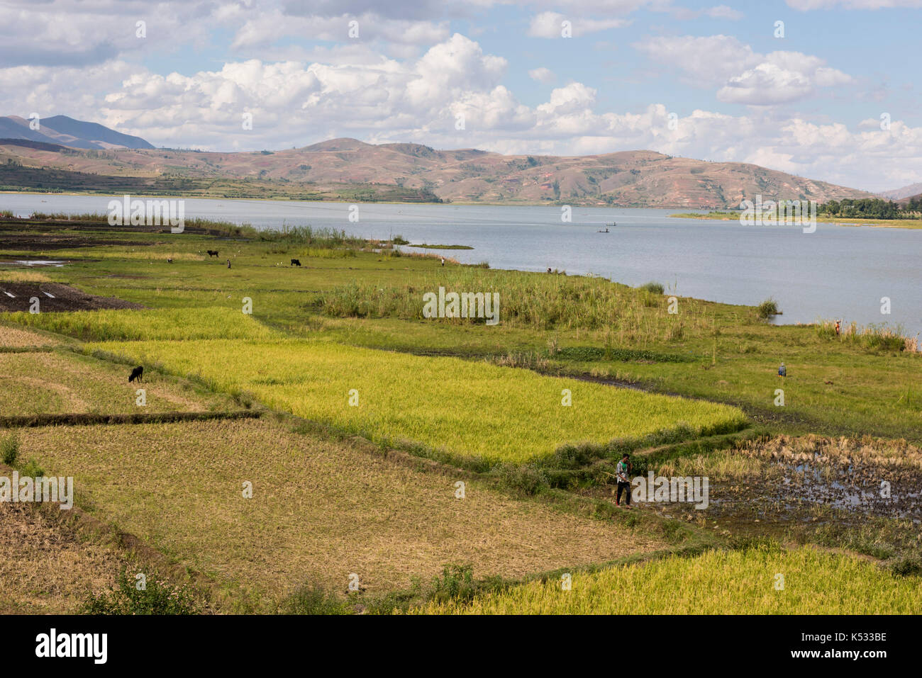 Island of rice paddies hi-res stock photography and images - Alamy