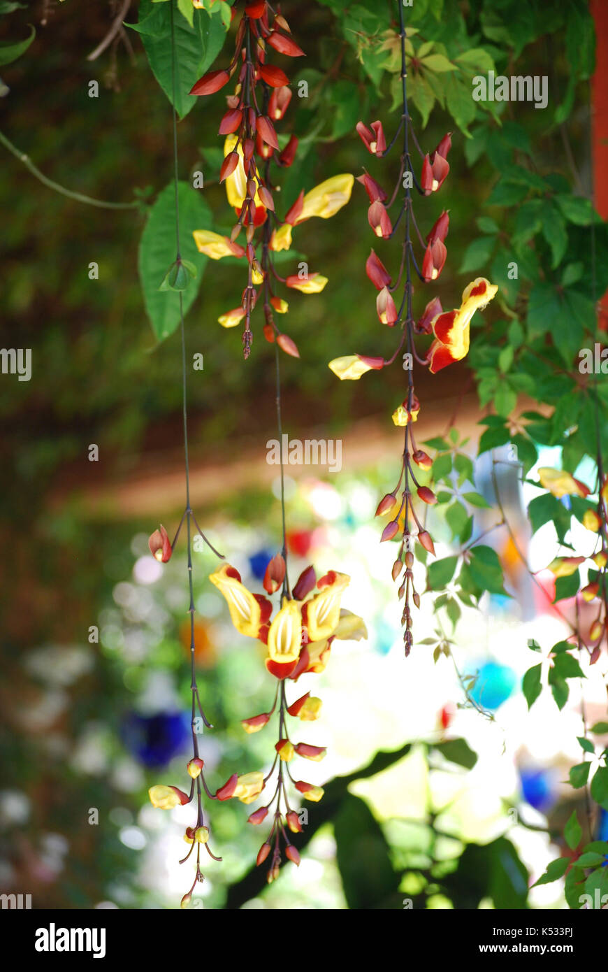 Trailing vines hi-res stock photography and images - Alamy