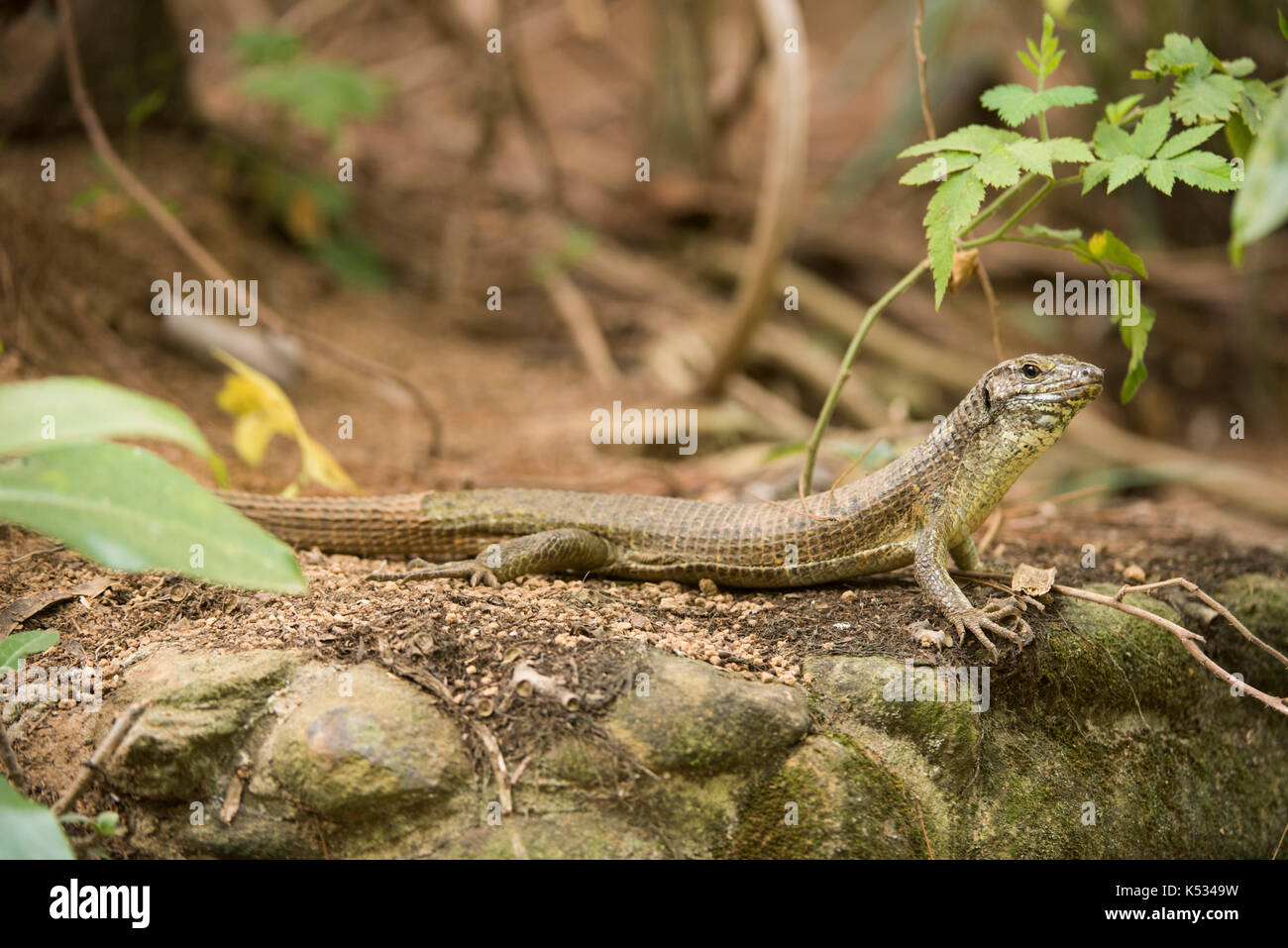 Plated lizard, Croc Farm, Antananarivo, Madagascar Stock Photo - Alamy