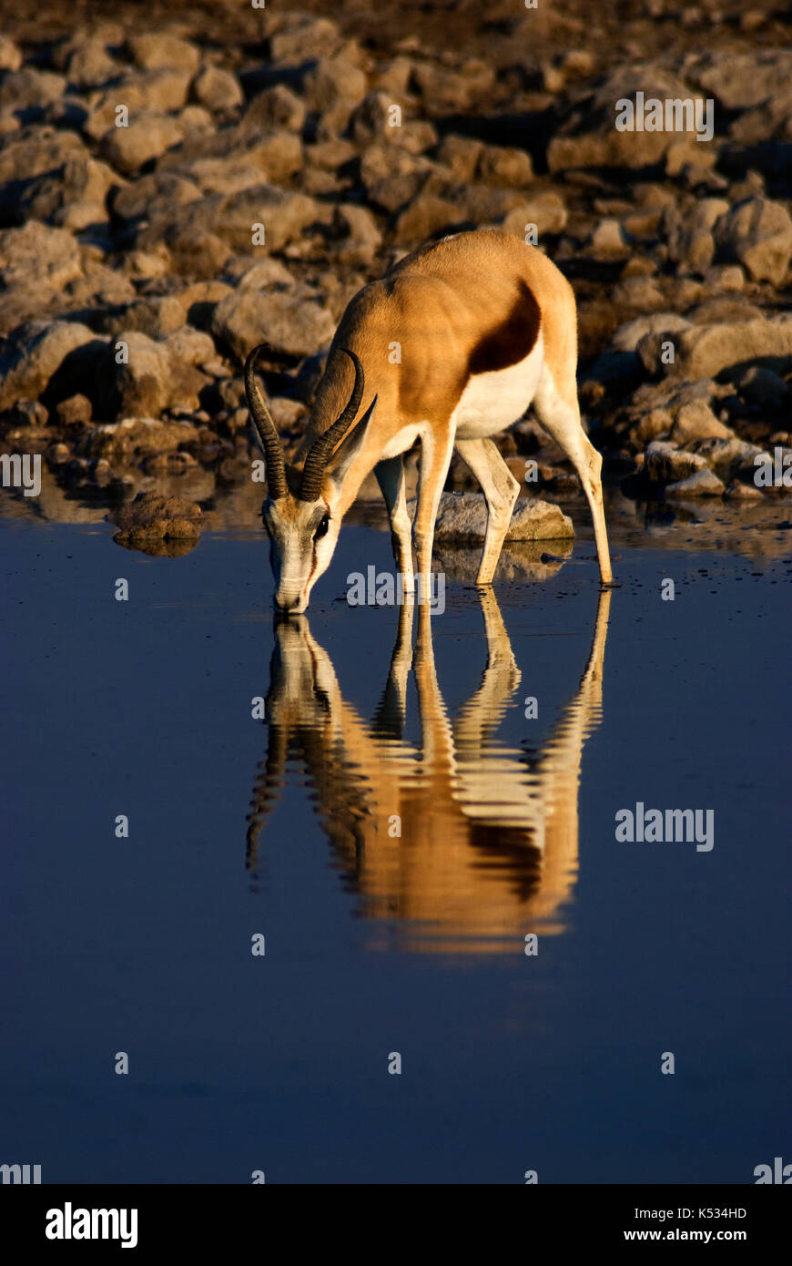 Springbok drinking at Okaukuejo waterhole, Etosha National Park ...