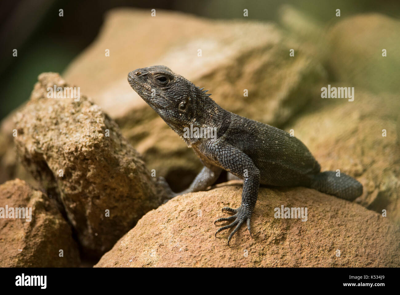 Cuvier's Madagascar swift (Oplurus cuvieri), Croc Farm, Antananarivo ...