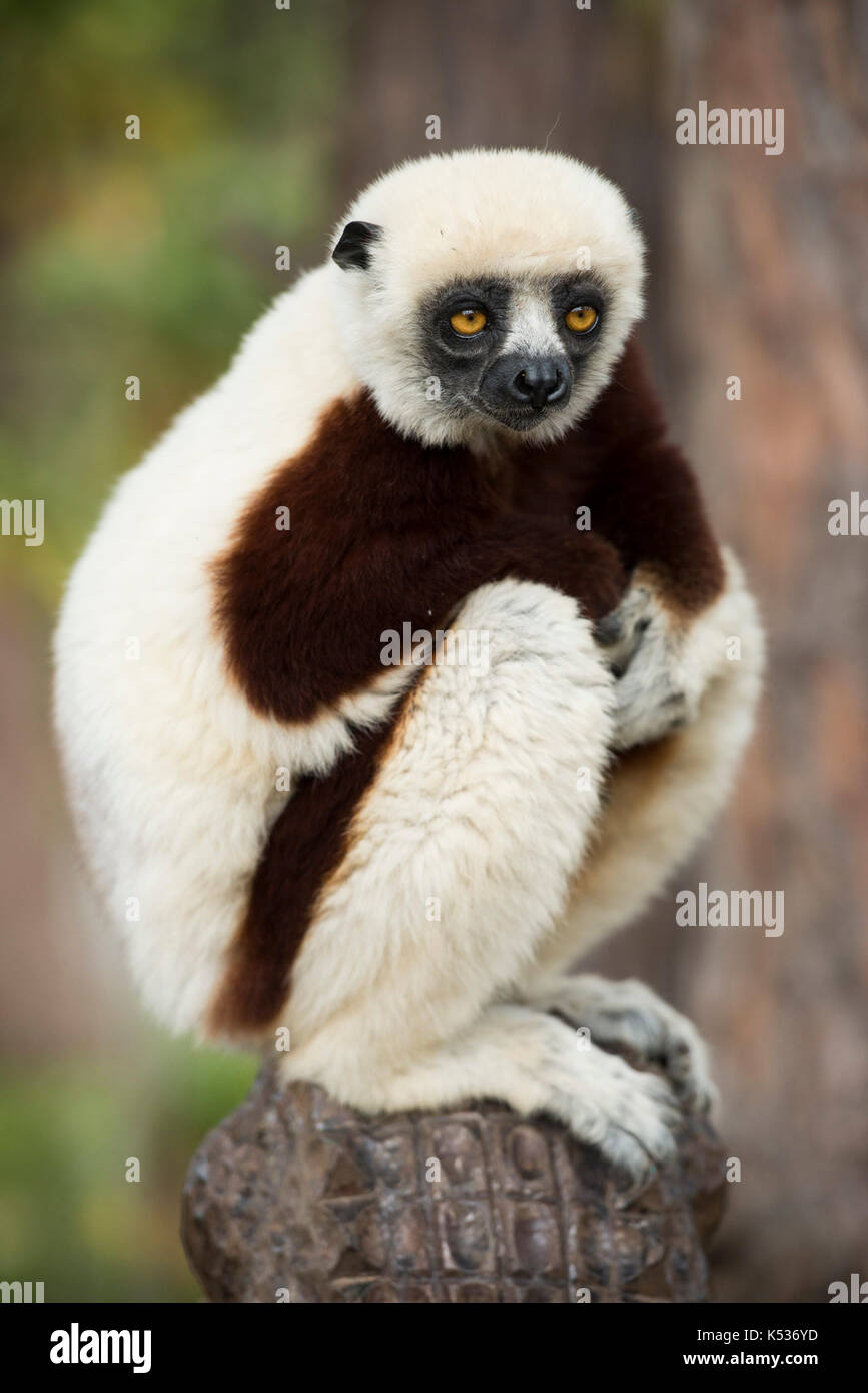 Coquerel's sifaka, Propithecus coquereli, Antananarivo, Madagascar ...