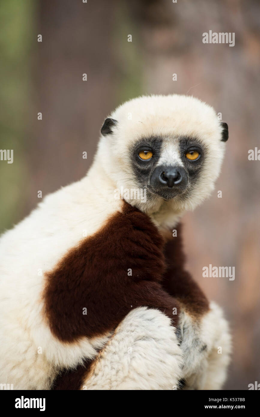 Coquerel's sifaka, Propithecus coquereli, Antananarivo, Madagascar ...