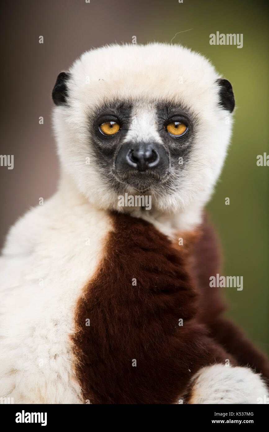 Coquerel's sifaka, Propithecus coquereli, Antananarivo, Madagascar ...