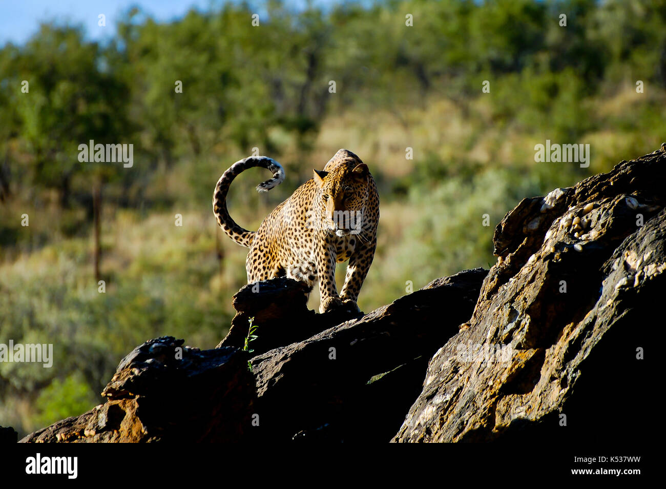 Leopard in the Wild - Namibia Stock Photo - Alamy