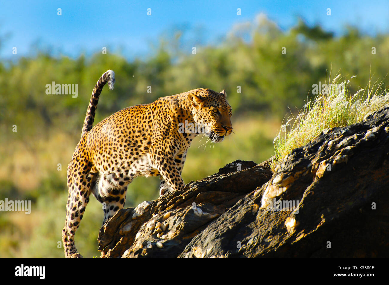 Leopard in the Wild - Namibia Stock Photo - Alamy