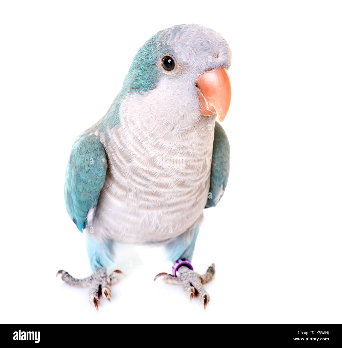 Monk parakeet in front of white background Stock Photo - Alamy