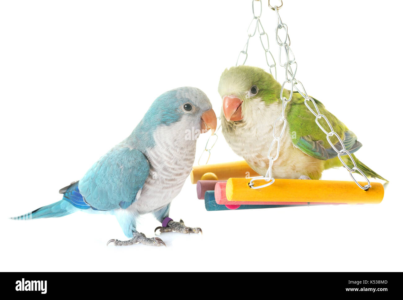 Monk parakeet in front of white background Stock Photo - Alamy