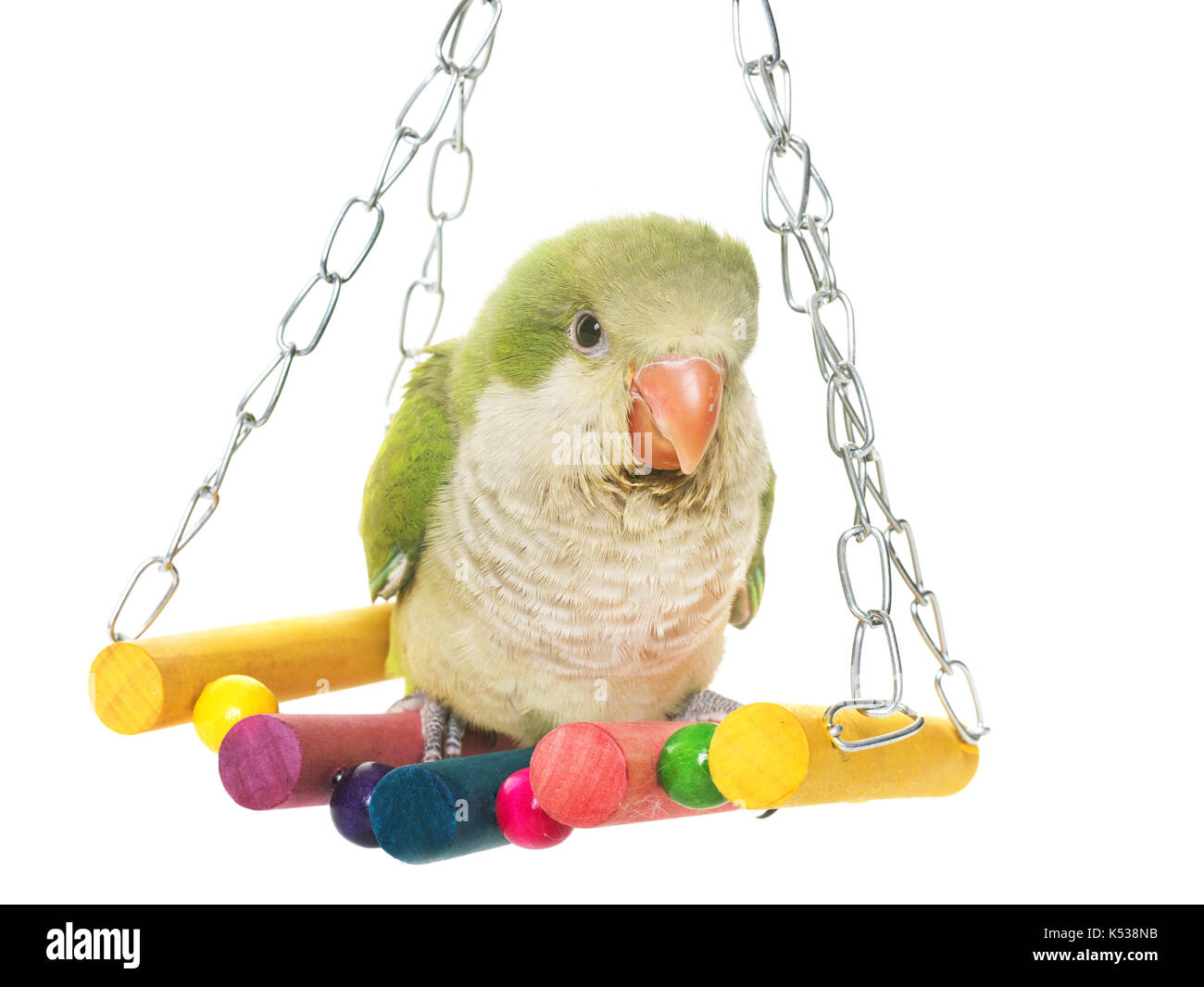 Monk parakeet in front of white background Stock Photo - Alamy
