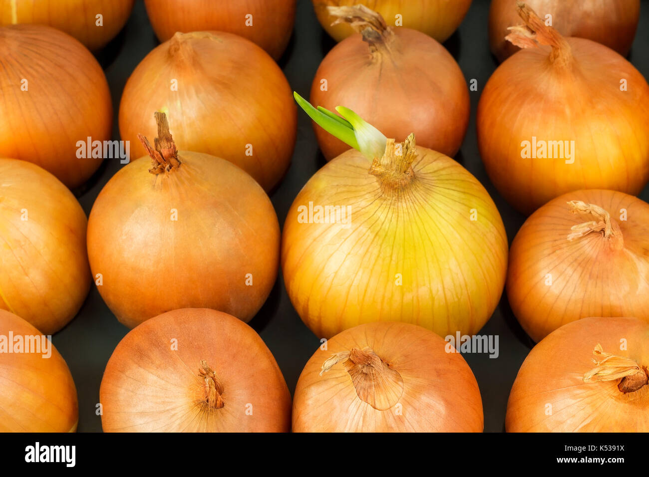 planted onions gave the first germ Stock Photo - Alamy