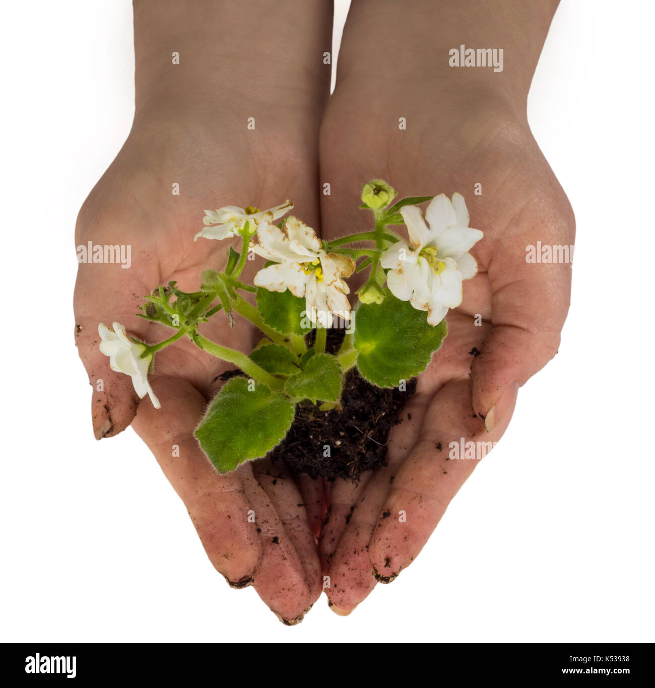Planting a flower Stock Photo - Alamy