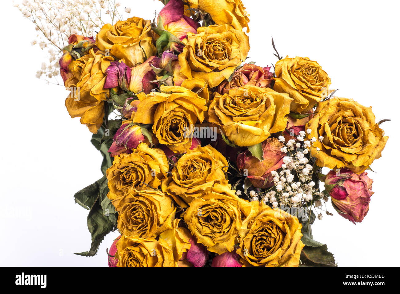 Dry yellow roses isolated on white background Stock Photo - Alamy