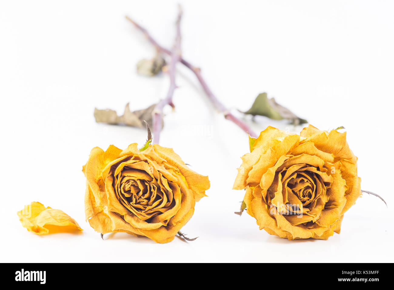 Dry yellow roses isolated on white background Stock Photo - Alamy