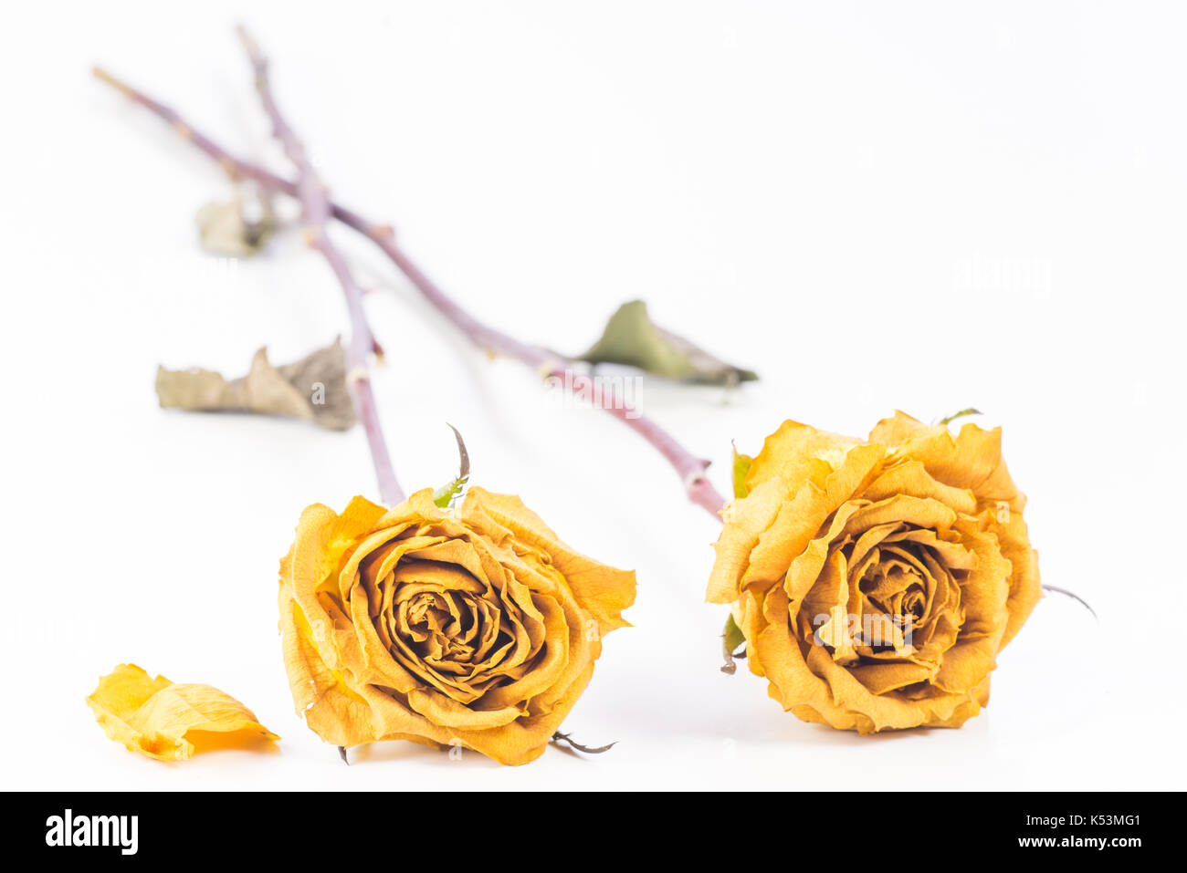 Dry yellow roses isolated on white background Stock Photo - Alamy