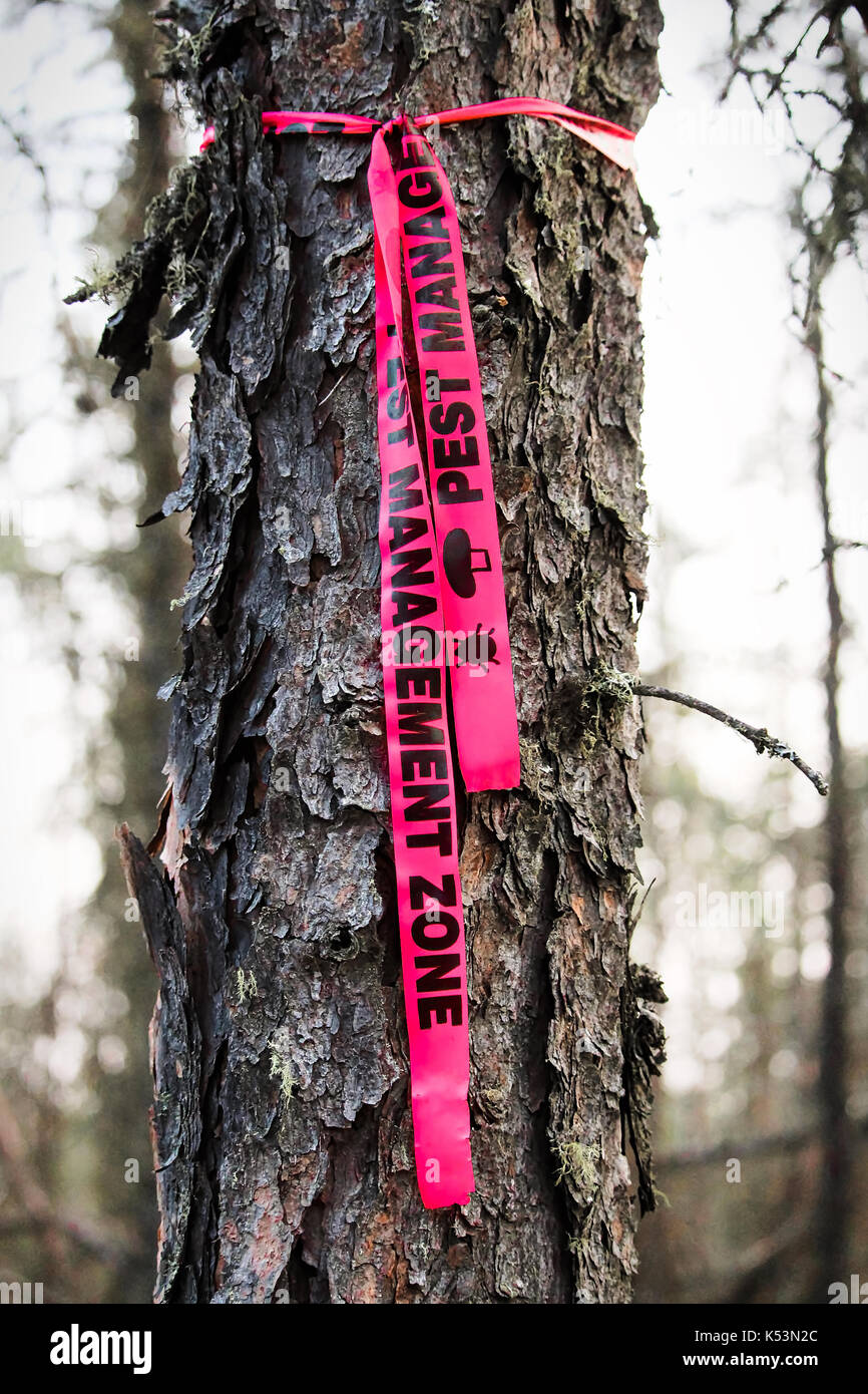 Pest management ribbon tied to a tree that requires removal Stock Photo ...