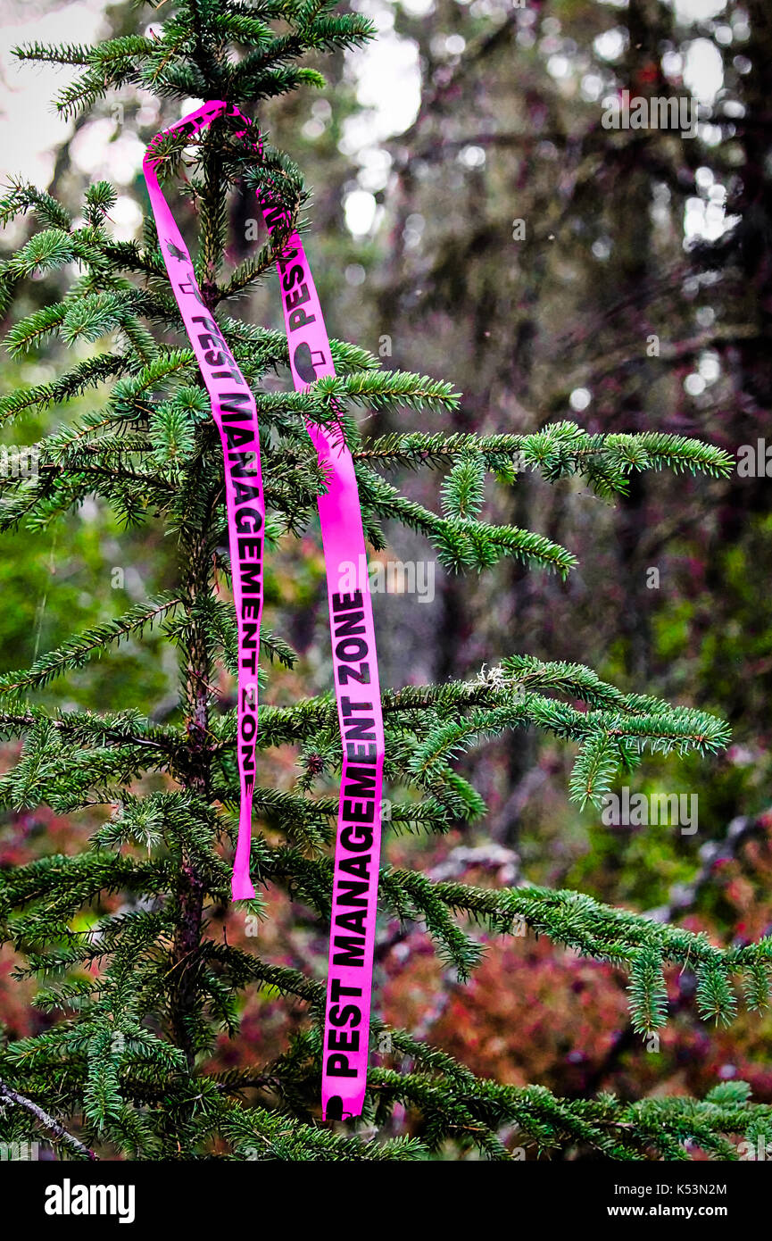 A pest management ribbon tied to a tree in an area being monitored ...