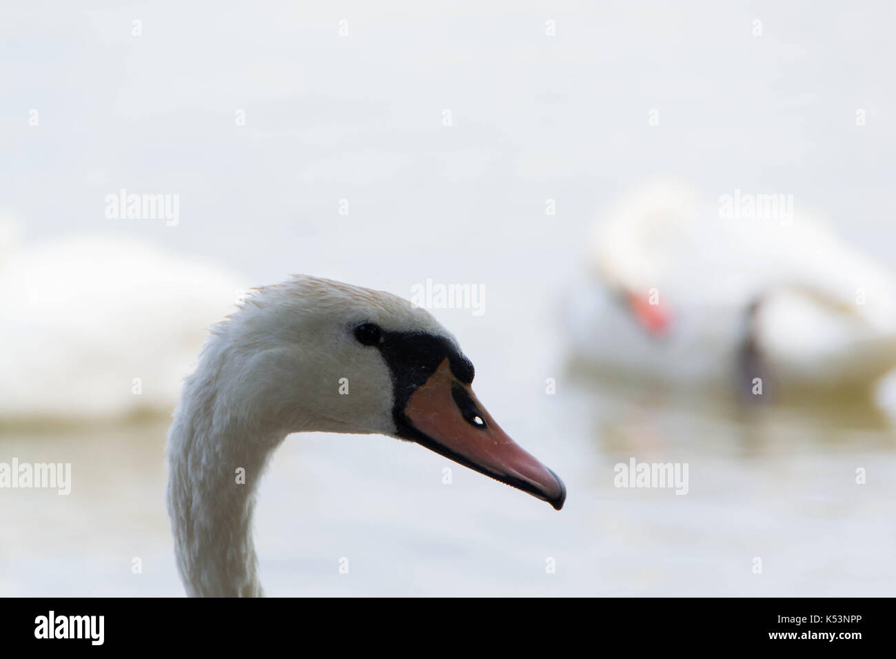 The swan is cleaned, drinking water, eating and watching in the lens of ...