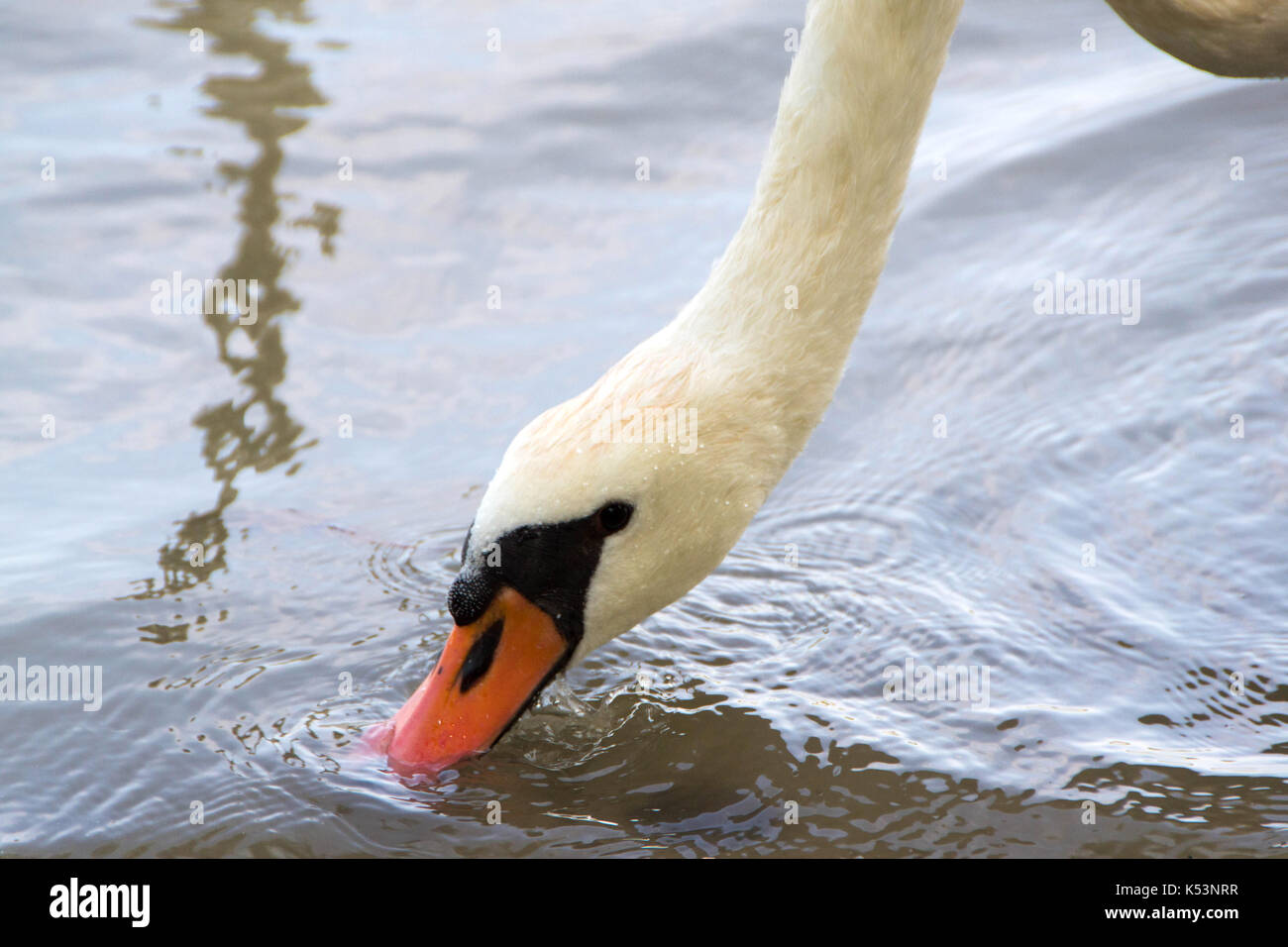 The swan is cleaned, drinking water, eating and watching in the lens of ...