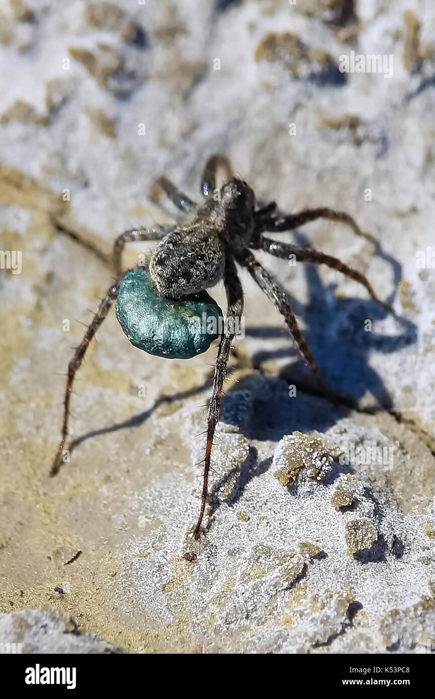 A Wolf Spider carrying her eggs across dried up mud Stock Photo - Alamy
