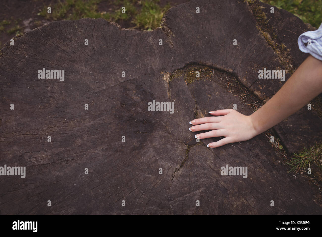 Hand tree trunk hi-res stock photography and images - Alamy