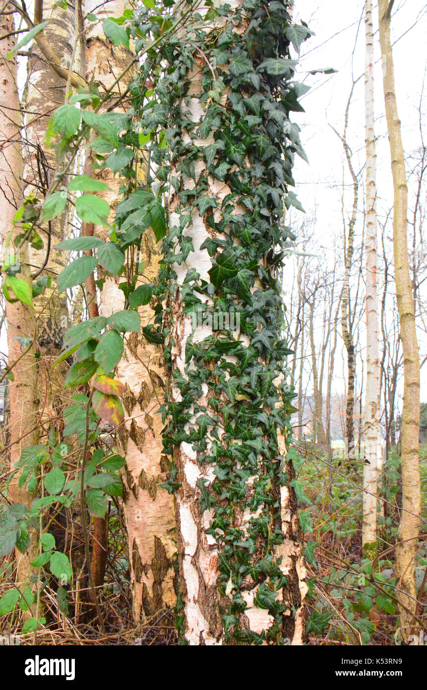 Green leaves of this creeping plant crawling up a tree trunk here in ...
